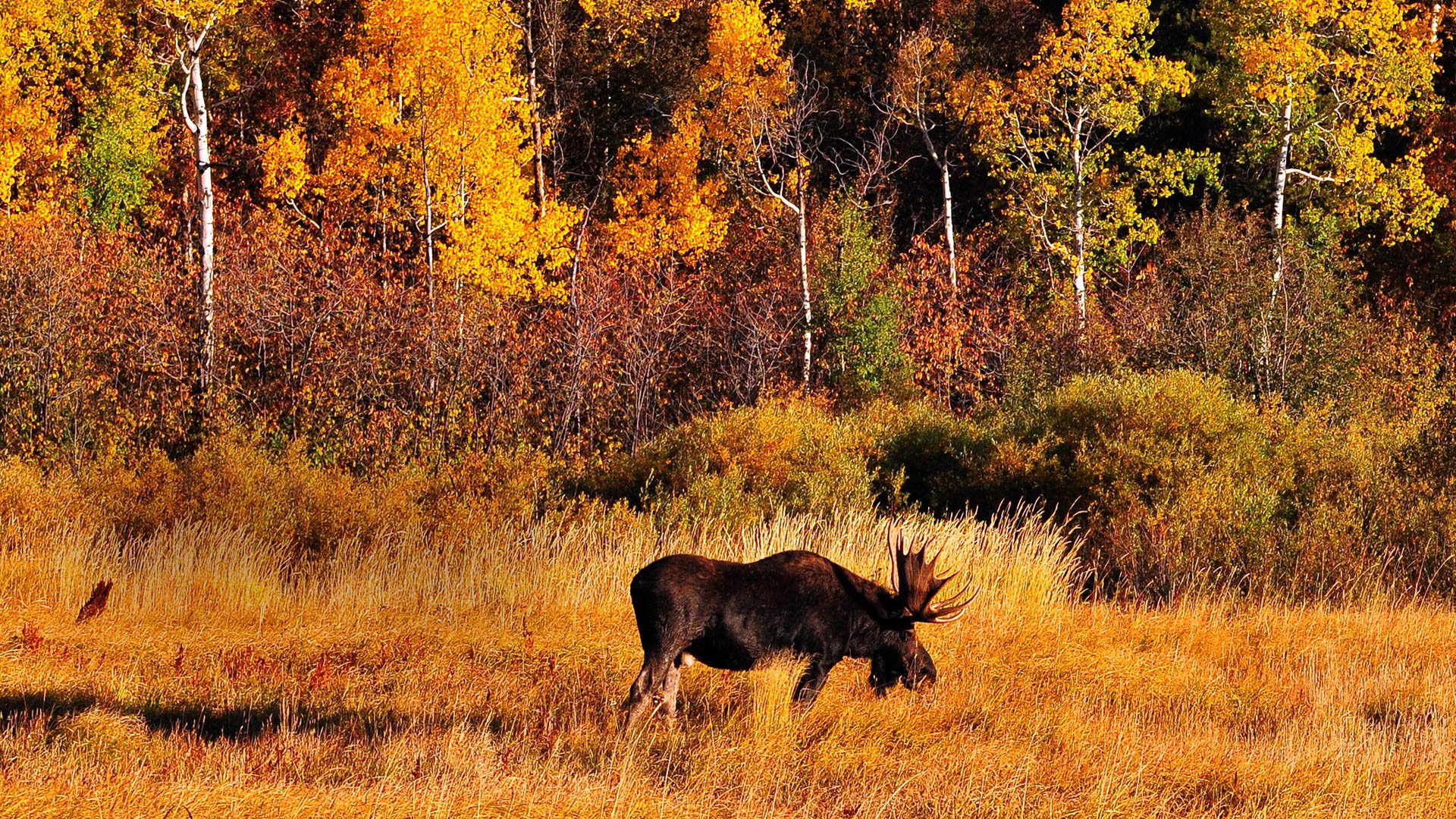 Visit Jackson Hole - Jackson Hole Wyoming Visitor Information
